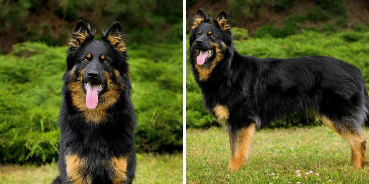 30 kleine Schäferhund-Rassen | Hundefreunde 24