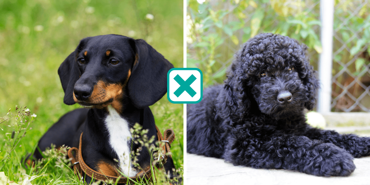 30 Dackel-Mischlinge im Portrait - Mit Bildern 2022