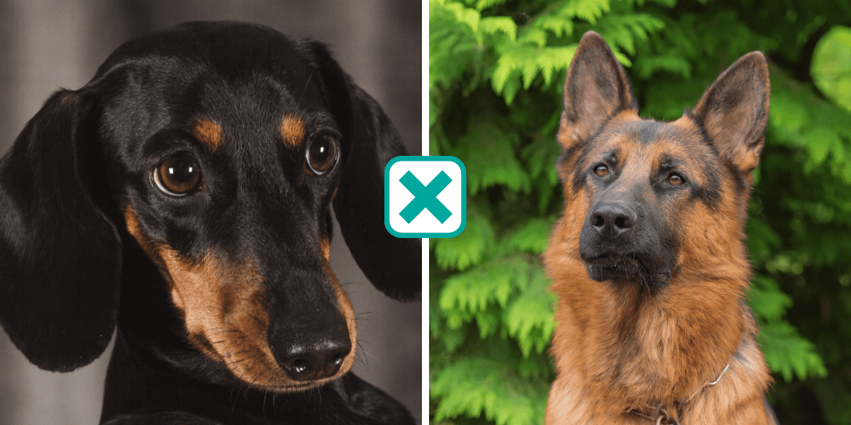 30 Dackel-Mischlinge im Portrait - Mit Bildern 2022