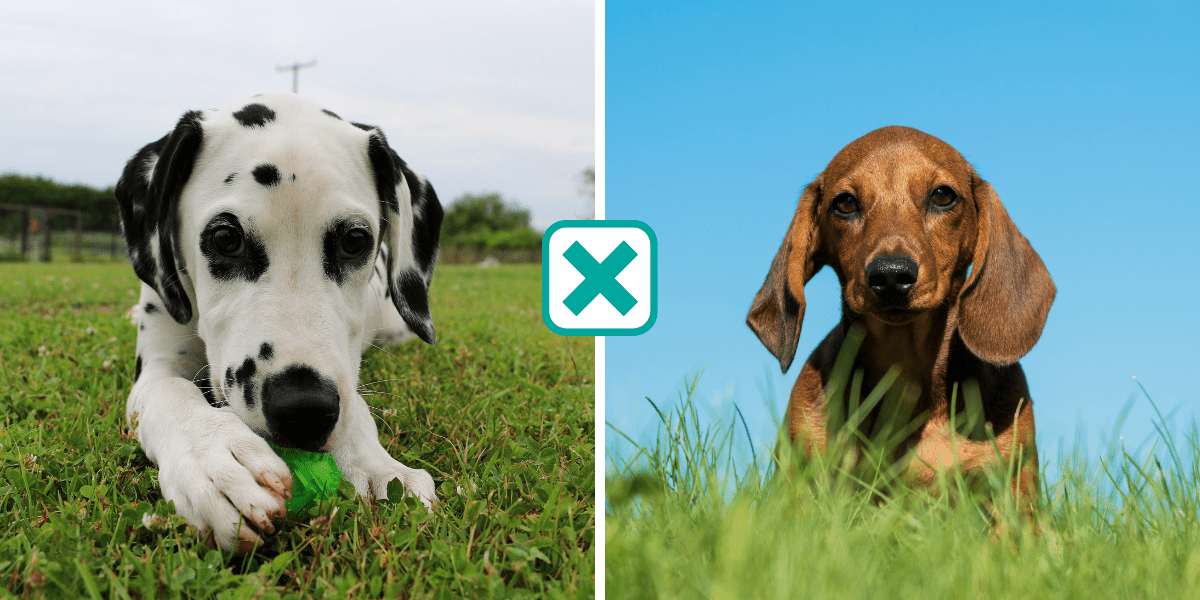 30 Dackel-Mischlinge im Portrait - Mit Bildern 2022