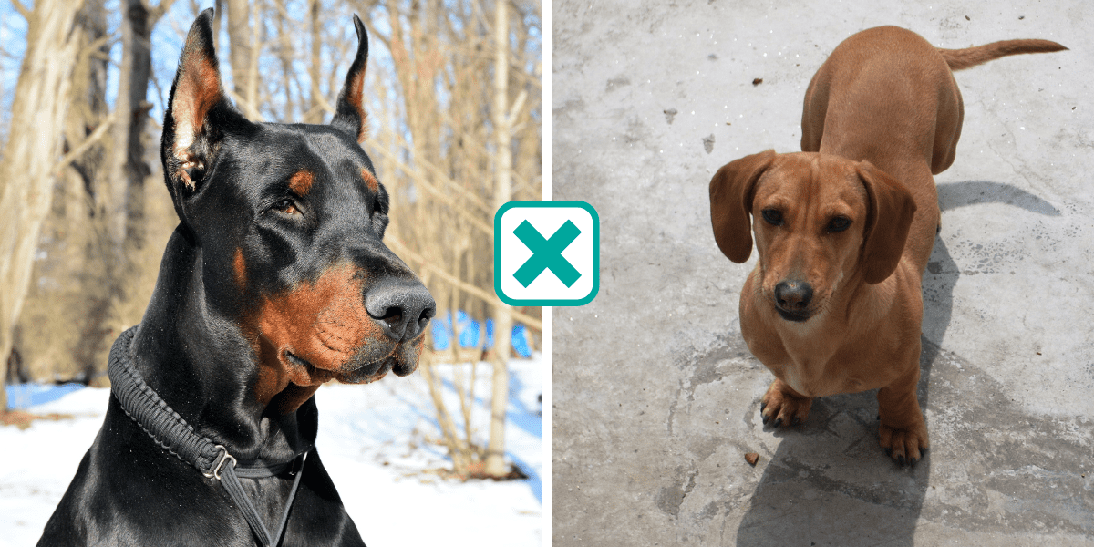 30 Dackel-Mischlinge im Portrait - Mit Bildern 2022