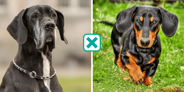 30 Dackel-Mischlinge im Portrait - Mit Bildern 2022