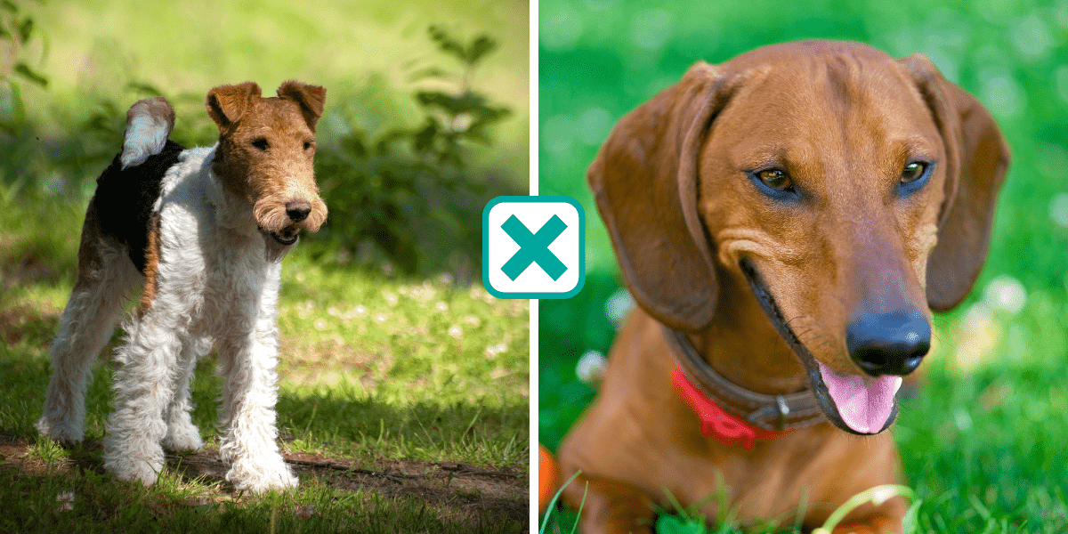 30 Dackel-Mischlinge im Portrait - Mit Bildern 2022