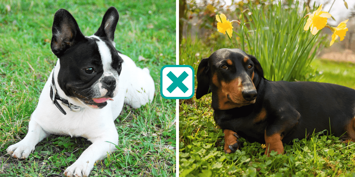 30 Dackel-Mischlinge im Portrait - Mit Bildern 2022