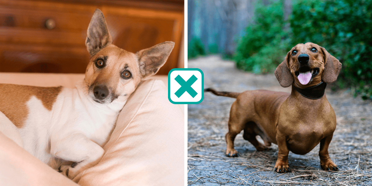 30 Dackel-Mischlinge im Portrait - Mit Bildern 2022