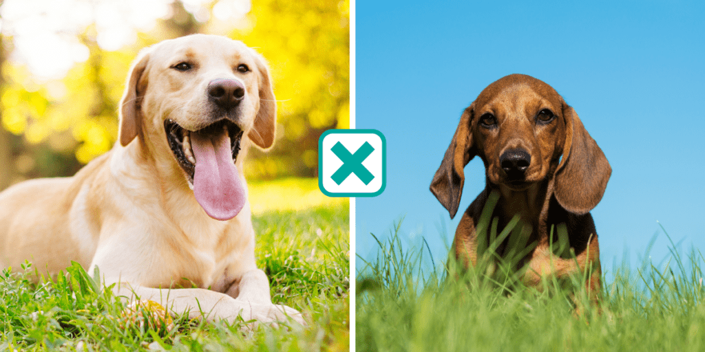 30 Dackel-Mischlinge im Portrait - Mit Bildern 2022