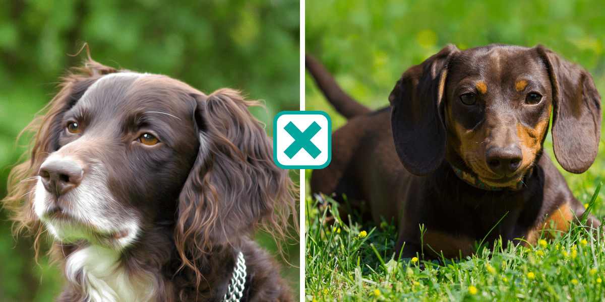 30 Dackel-Mischlinge im Portrait - Mit Bildern 2022