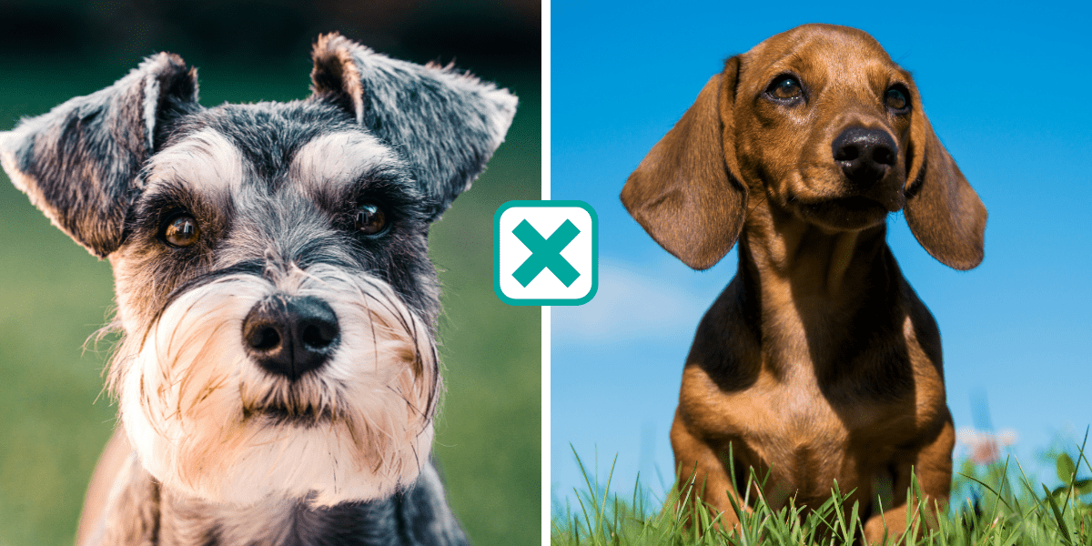 30 Dackel-Mischlinge im Portrait - Mit Bildern 2022