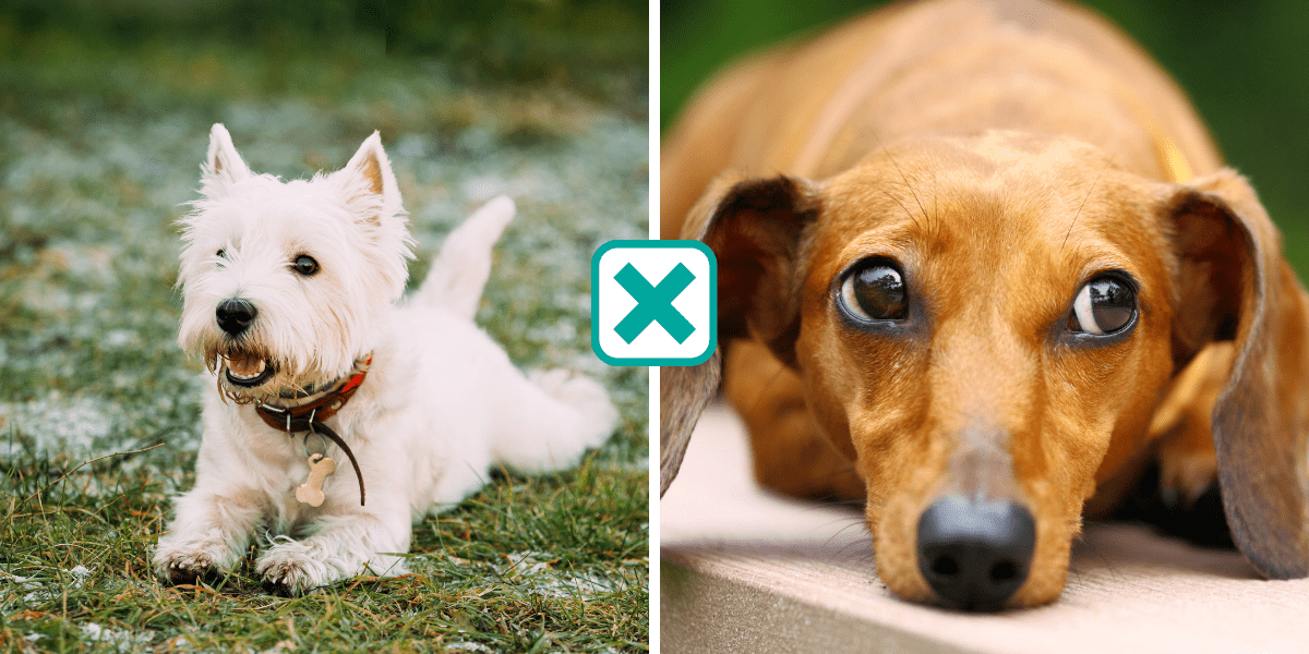 30 Dackel-Mischlinge im Portrait - Mit Bildern 2022