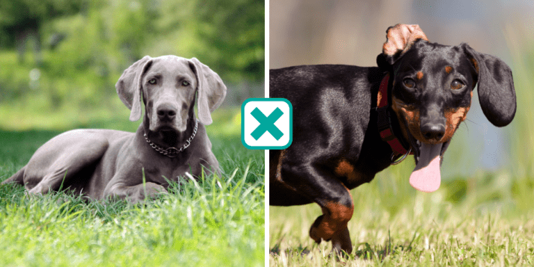 30 Dackel-Mischlinge im Portrait - Mit Bildern 2022